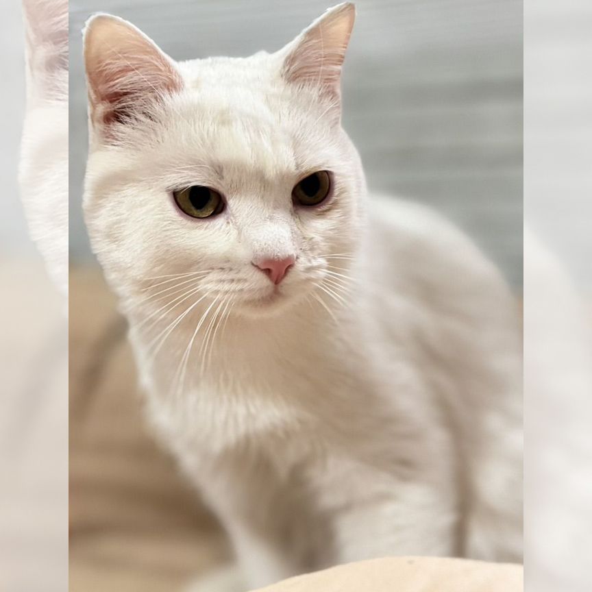 Котик в добрые руки