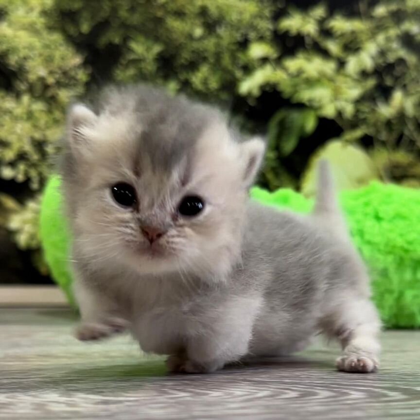Манчкин Коротколапый Мальчик