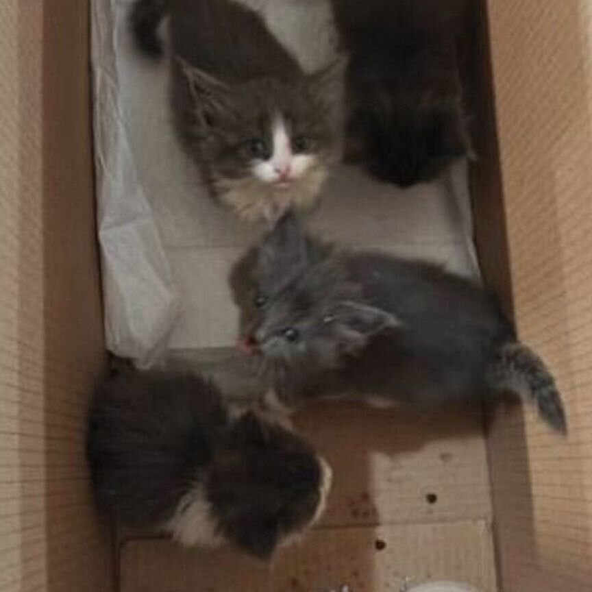 Котята разных окрасов