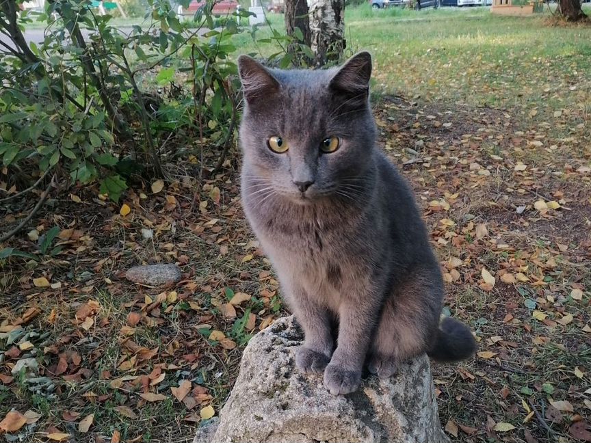 Ласковый котик