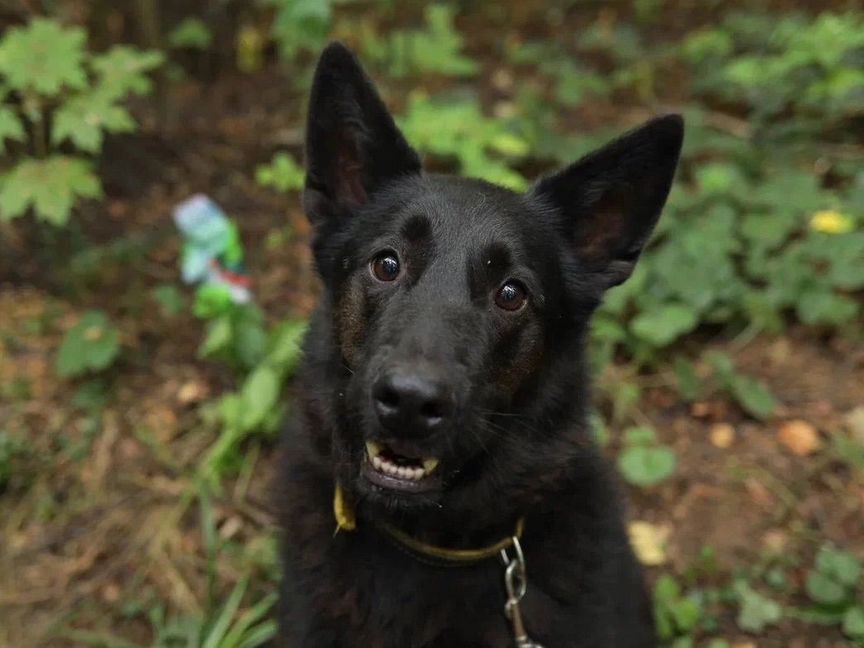 Собачка в добрые руки