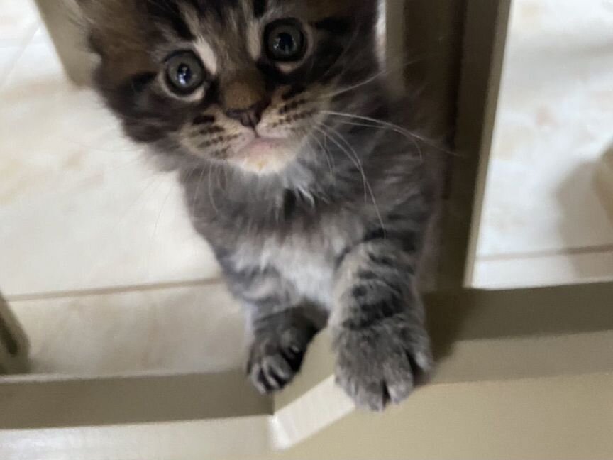 Котята мейн-кун