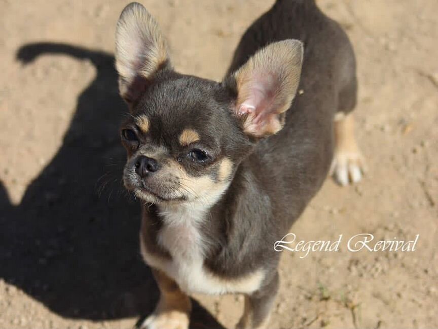 Чихуахуа мини щенок