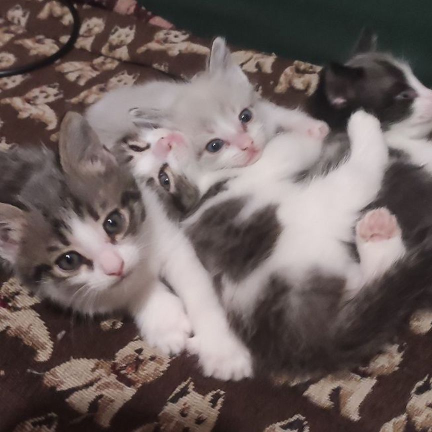 Котёнок в добрые руки