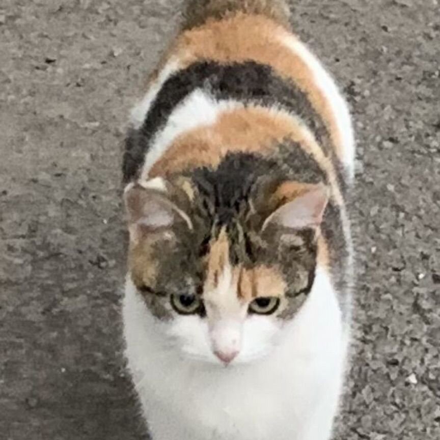 Кошечка мышеловка 9 месяцев