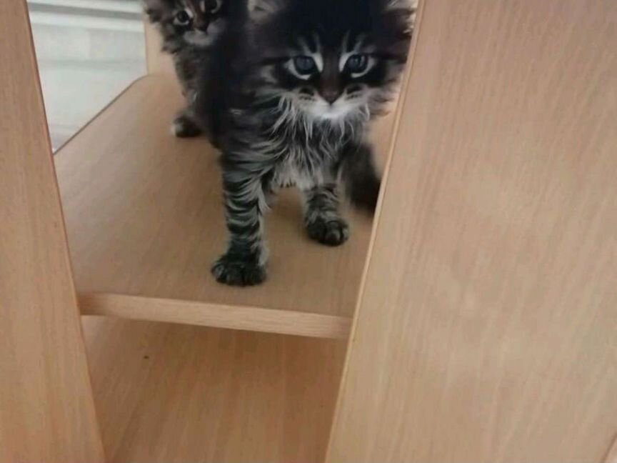 Брутальный новогодний рысенок (парни и девочки)