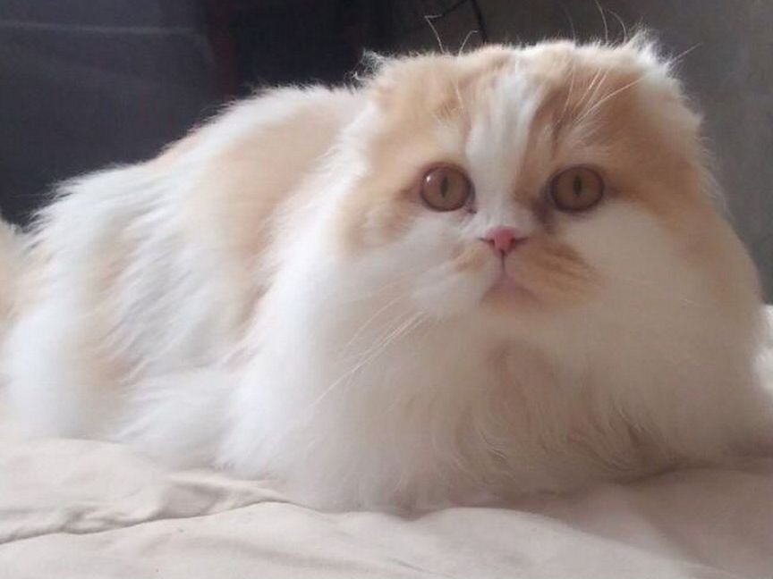 Шотландский кот
