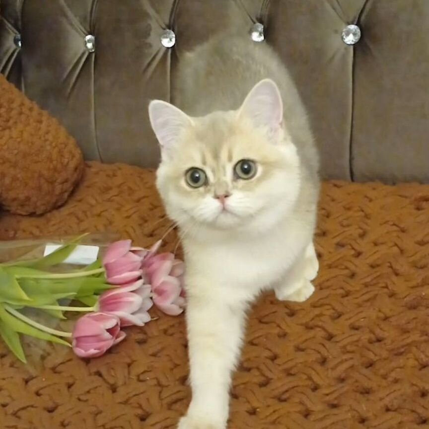 Британочка