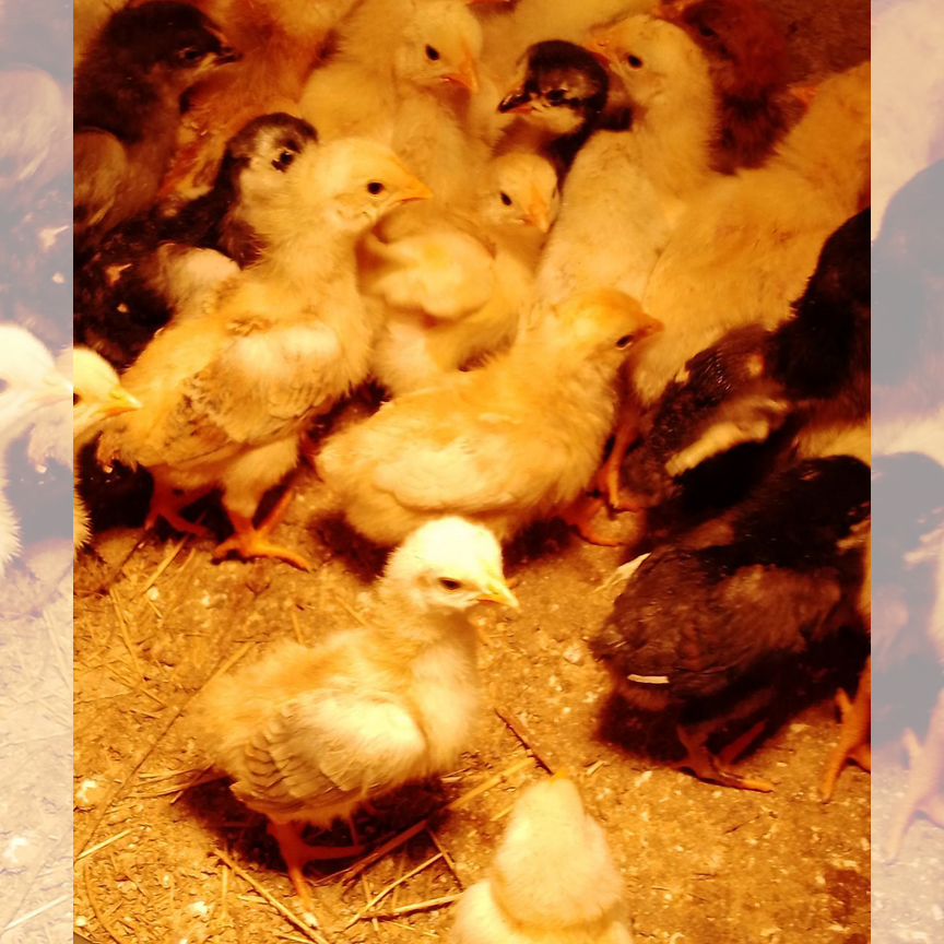 Двухнедельные цыплята