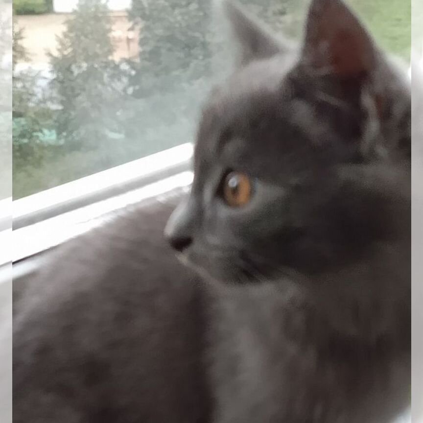 Котенок