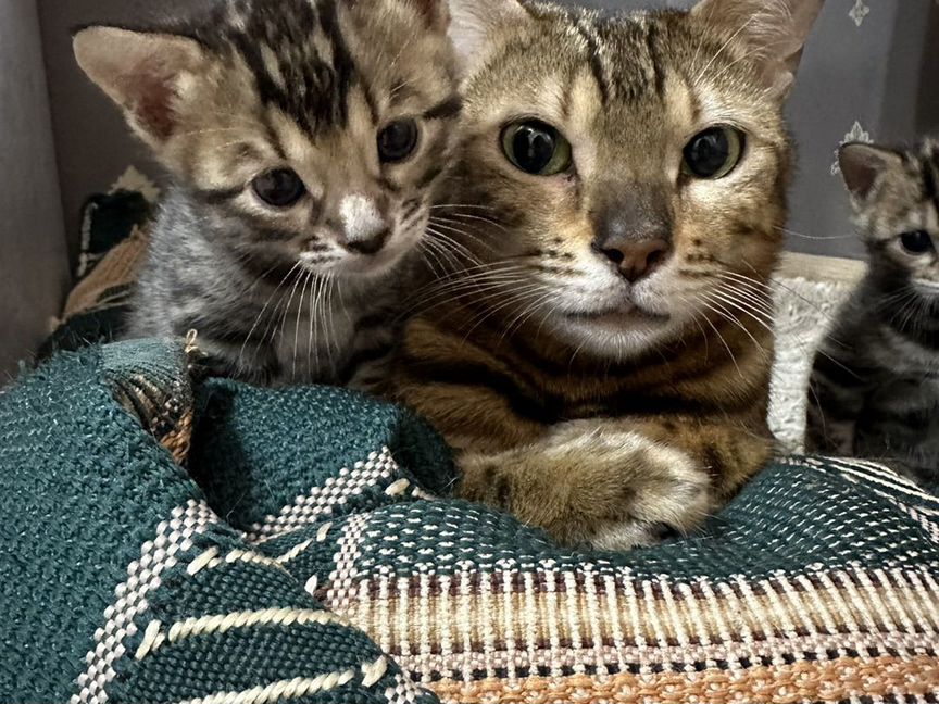 Бенгальская кошечка