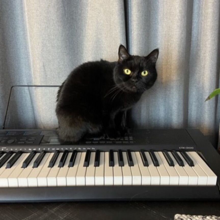 Кошки в добрые руки бесплатно
