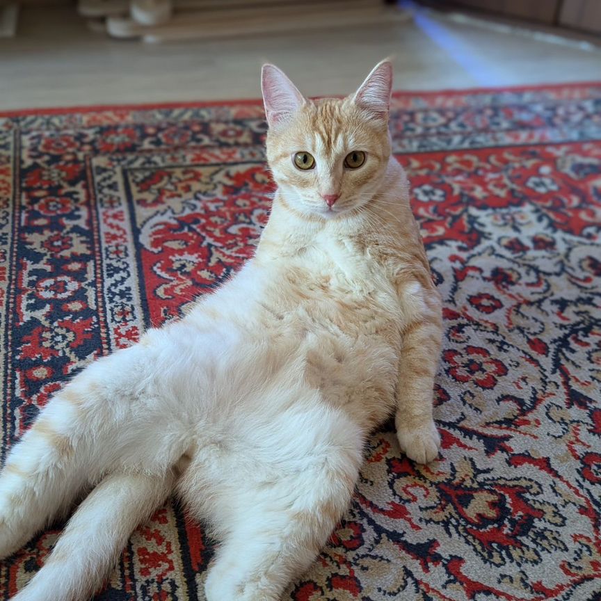 Кот персик в добрые руки