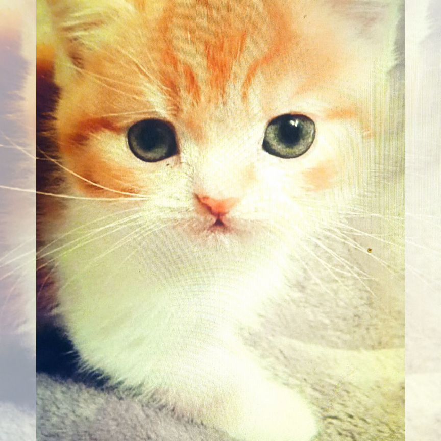 Шотландский вислоухий длинношёрстный котёнок