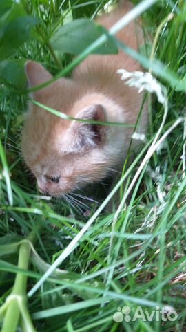 Котенок рыжая девочка 1,5 месяца