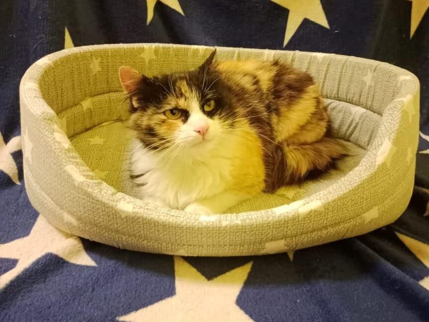 Трехцветная кошка