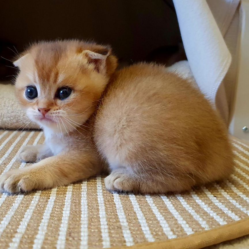 Шотландский вислоухий короткошёрстный котёнок
