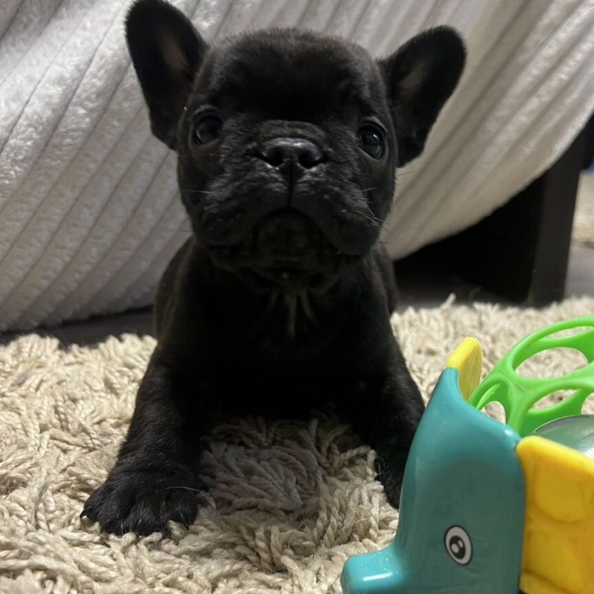 Французский бульдог щенки