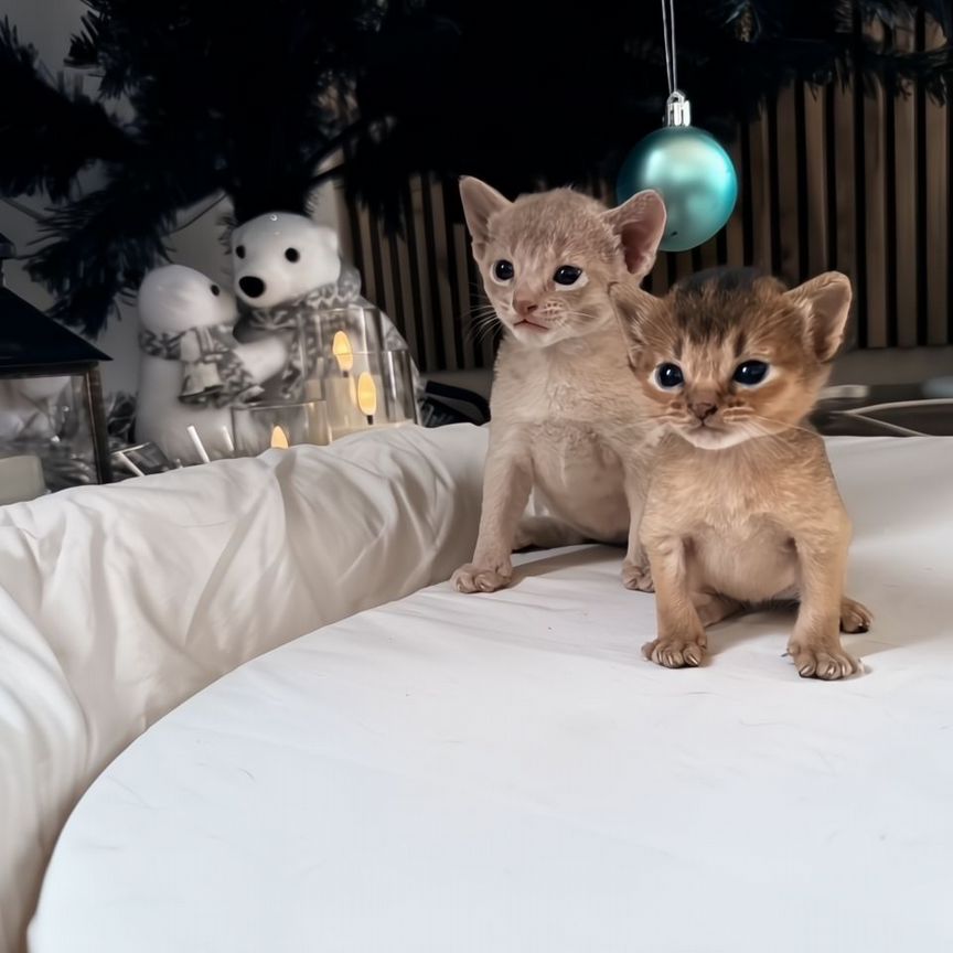 Абиссинский котёнок