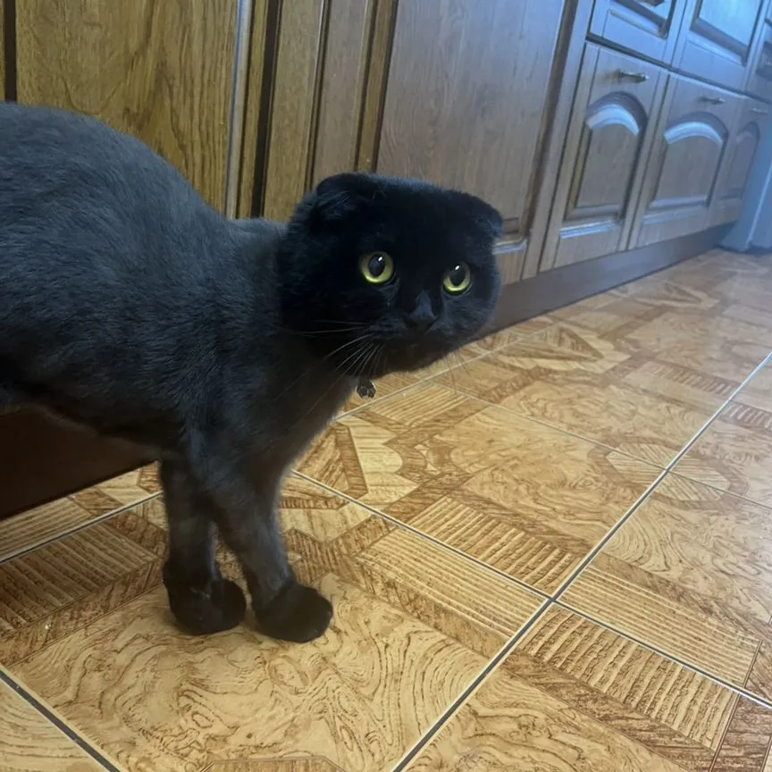 Кот шотландец вислоухий