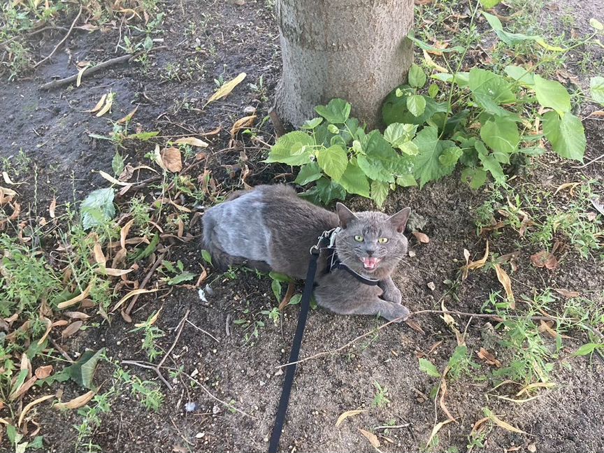 Кот шартрез в добрые руки