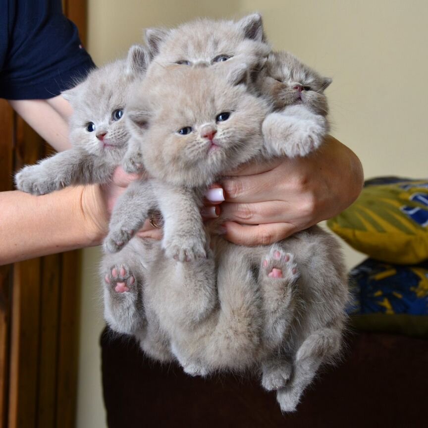 Британские котята