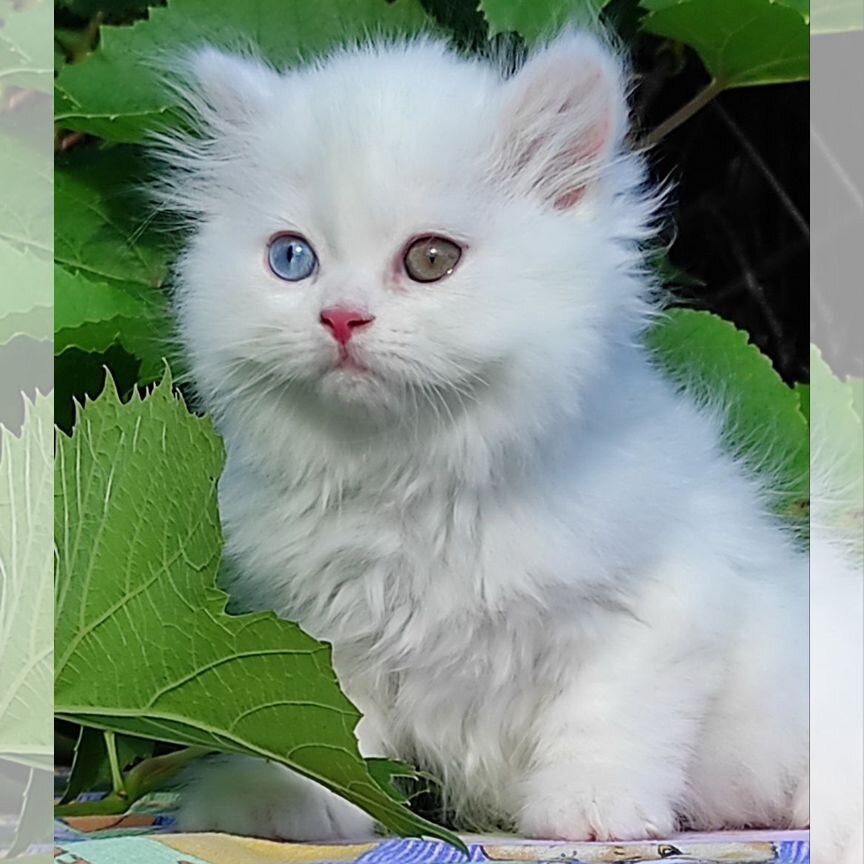 Шотландский разноглазый котенок