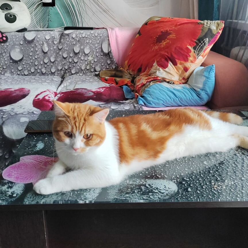 Британский длинношёрстный котёнок