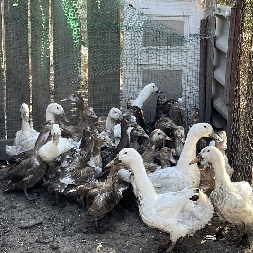 Утки шипуны