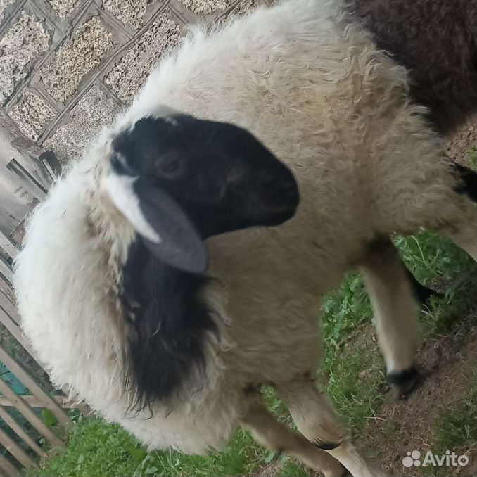 Баран на племя