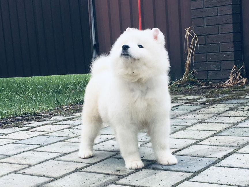 Самоед - чудесный подарок