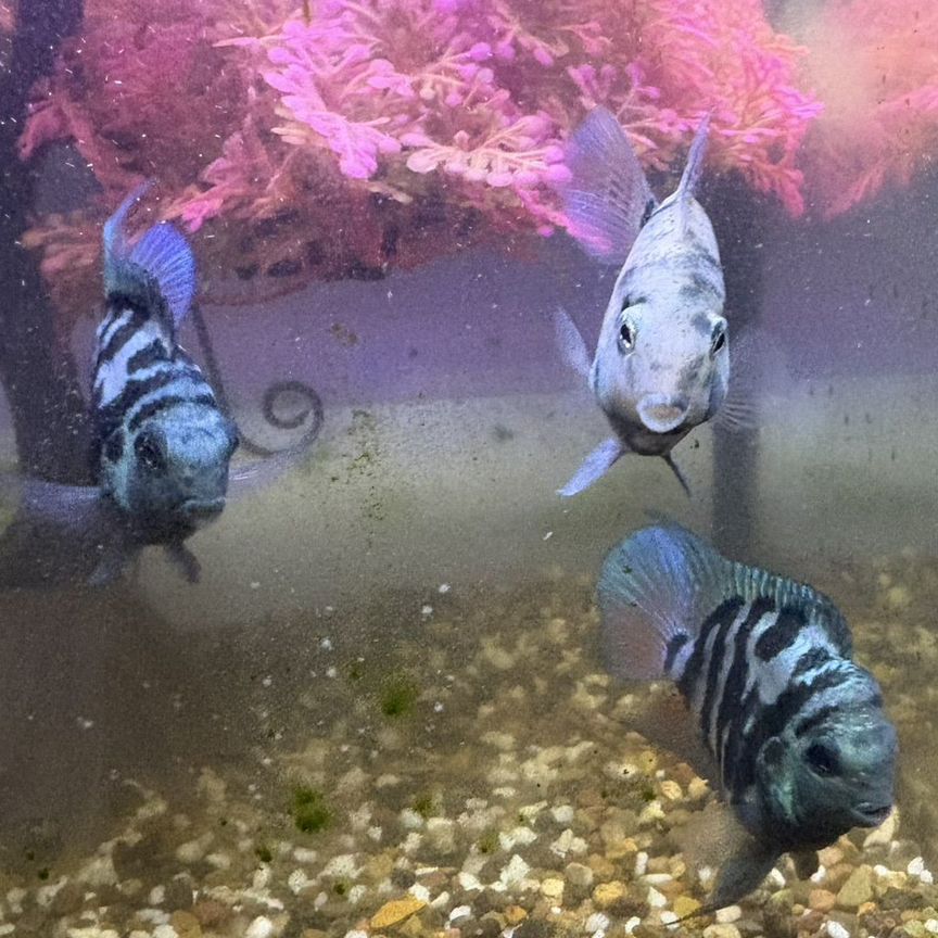 Рыбка сапфировый попугай