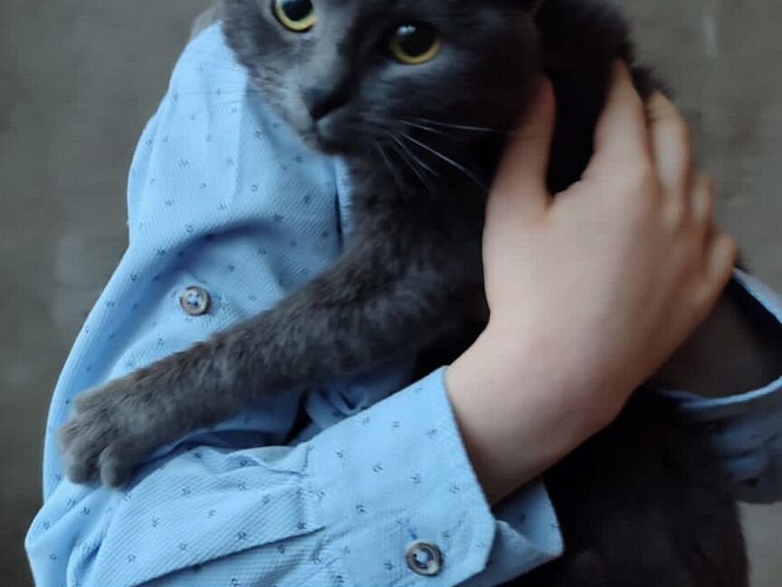 Кошка ищет дом