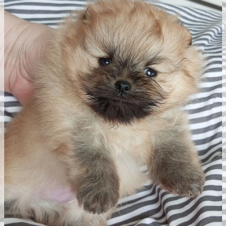 Померанский шпиц медвежьего типа