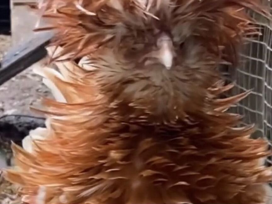 Инубационное яйцо Падуан шамоа