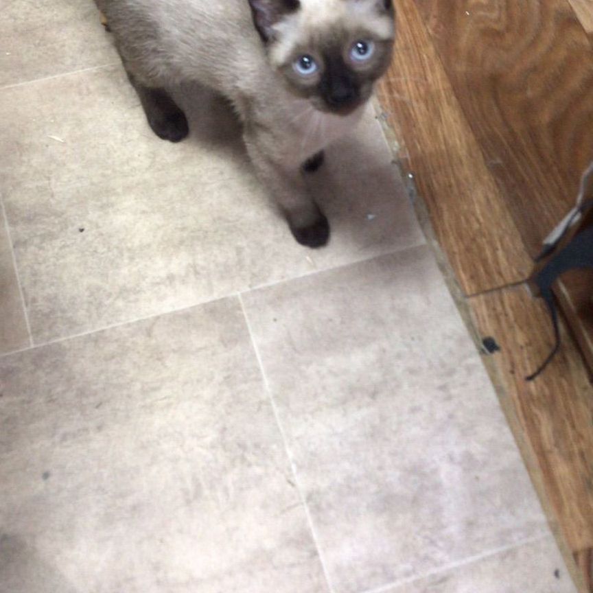 Котенок в добрые руки