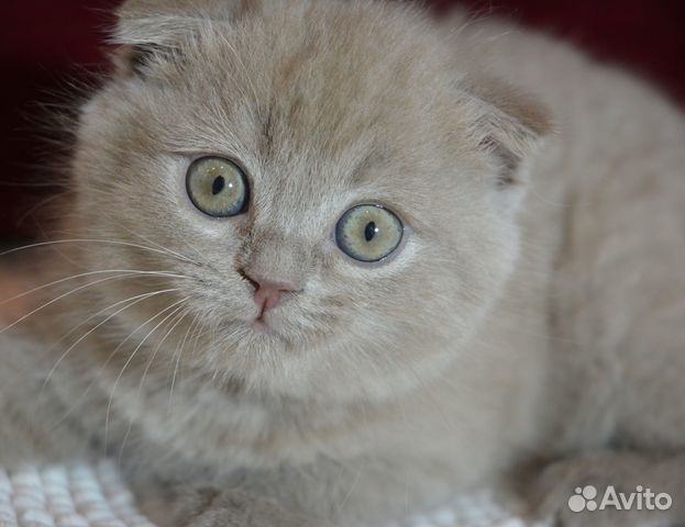 Лиловый вислоухий котик