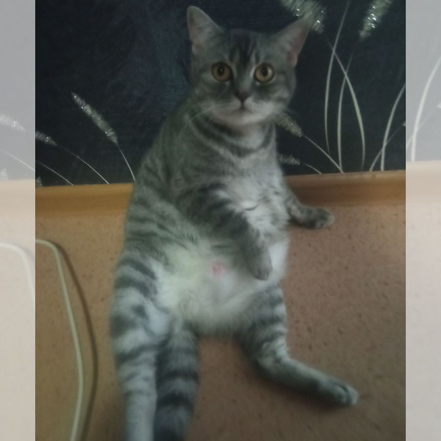 Шотландская прямоухая кошка