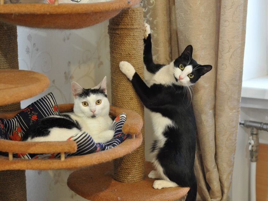 Котята