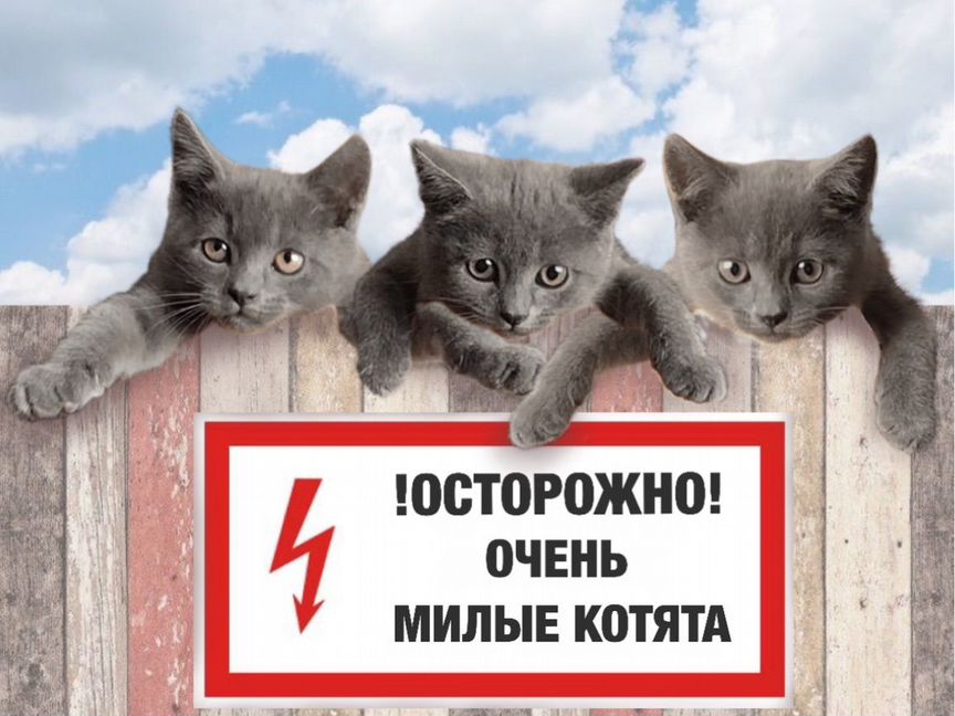 Котята от Британки