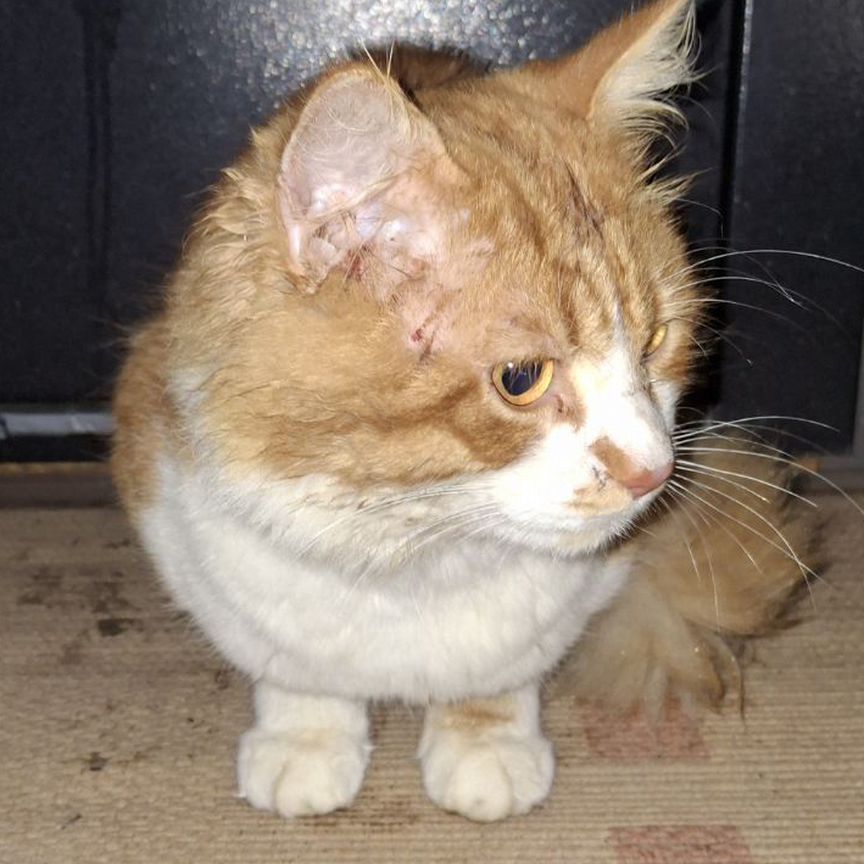 Взрослый кот в добрые руки