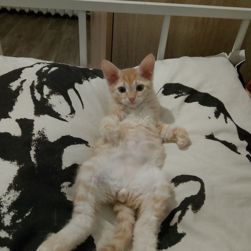 Рыжий котенок мальчишка