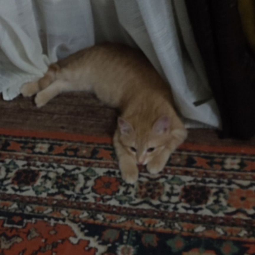 Котик Рыжик 5 месяцев