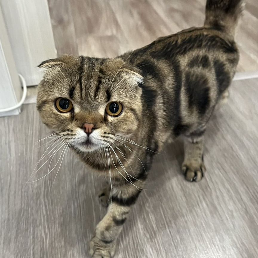 Британский короткошёрстный котёнок