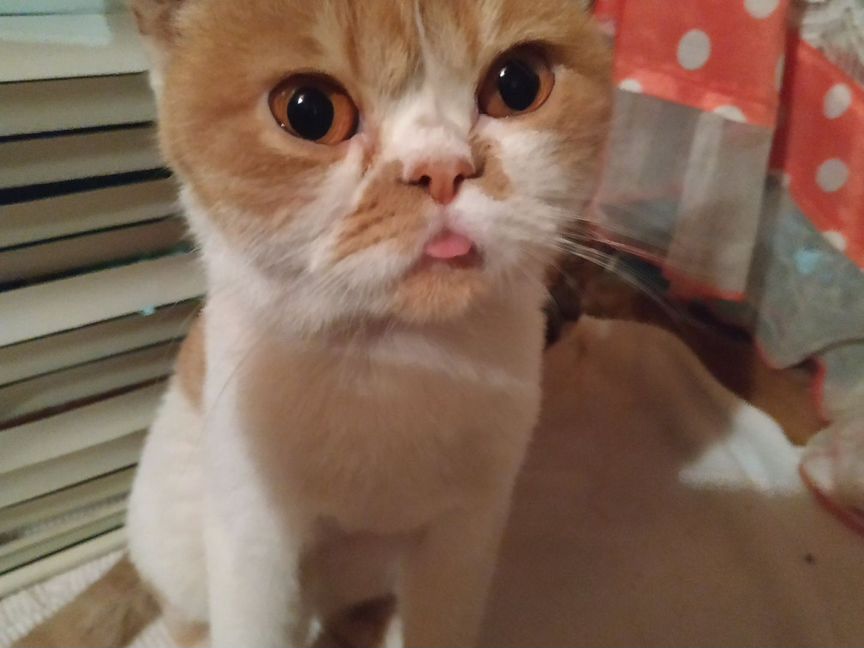 Экзотическая