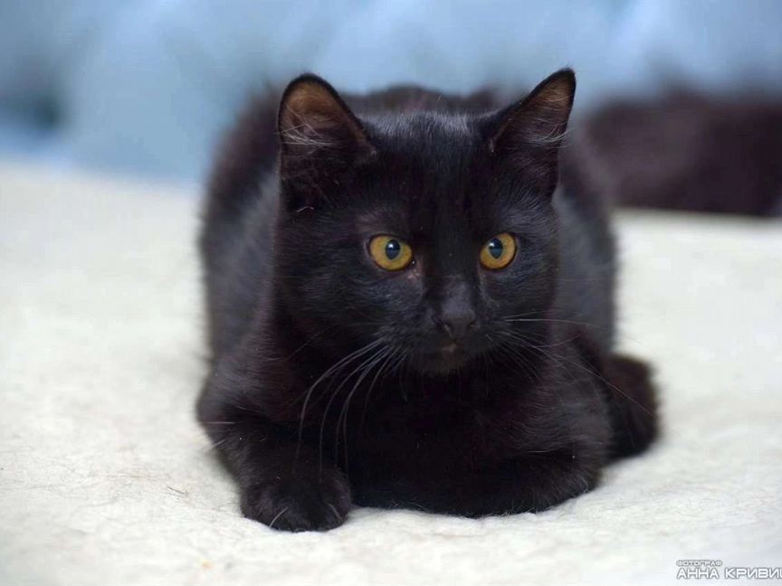 Кошка Бэтти 1 год