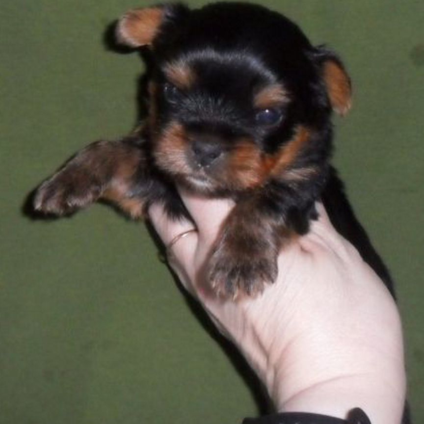 Йоркширский терьер, щенок