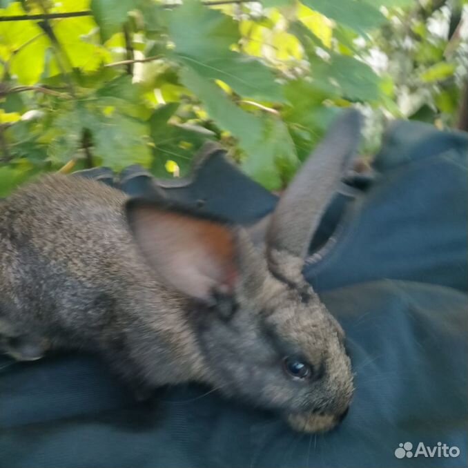 Продаю молодых кроликов Бельгийский великан
