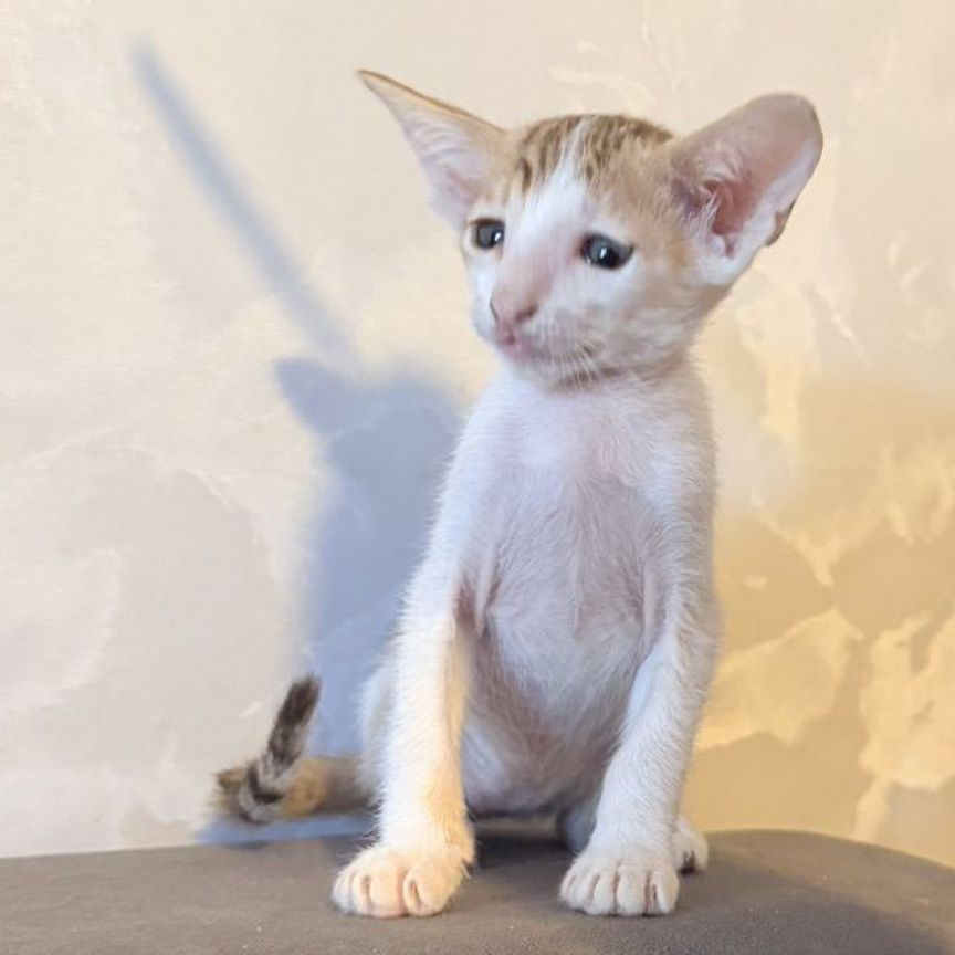 Ориентальный котёнок