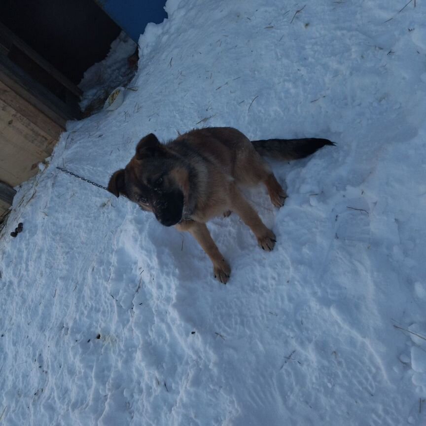 Немецкая овчарка отдам в добрые руки сучка